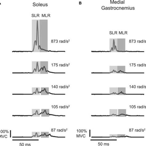 Average Slr And Mlr Amplitudes For Each Acceleration A Average Slr