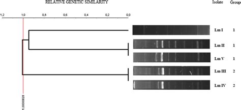 Genetic Similarity Dendrogram Of The Tested Isolates Download