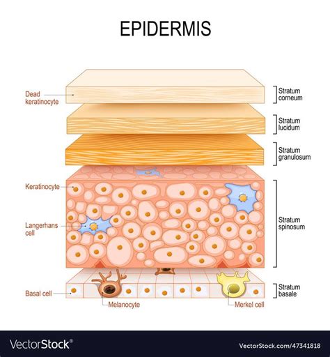 Epidermis Structure Skin Anatomy Cell Vector Image On Vectorstock
