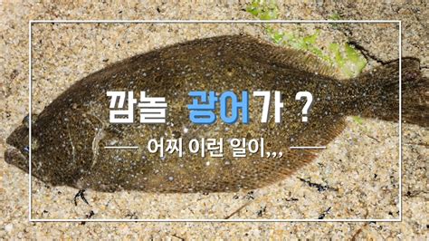 귀한 자연산 광어를 투망으로 잡다니 대박 바다투망광어 Youtube
