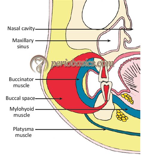What Is Buccal Space At Joe Tepper Blog