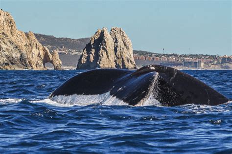 Whale Watching Tours In Los Cabos Cabo Whale Trek