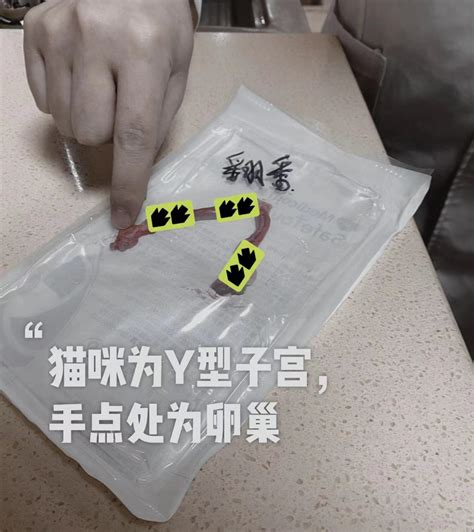 母猫发情期间可以绝育吗有关猫咪绝育的一些误区 知乎
