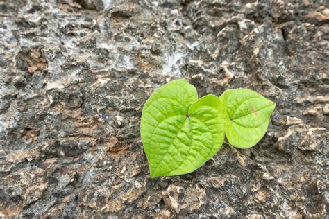 Dioscorea Lanata Morten Ross