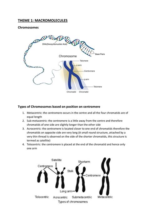 Theme 1 Macromolecules Notes Biology Year 12 Sace Thinkswap