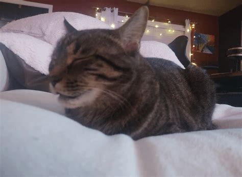 Hey This New Catnip Is Pretty Awesome R Catsmiles