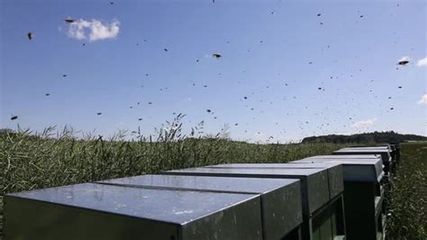 Imagens De Mjpeg Explore Fotografias Do Stock Vetores E Vídeos De 49 Adobe Stock