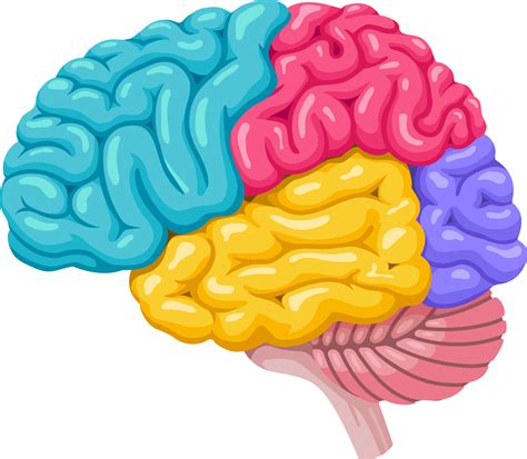 Icono Del Símbolo Del Cerebro Humano 19053728 Png