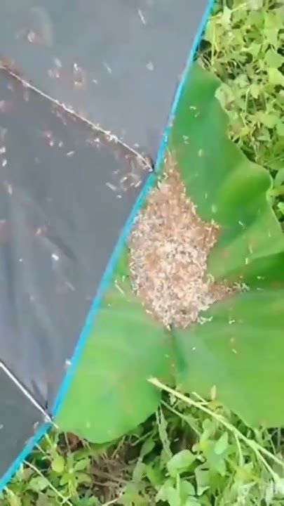 Chitie Ka Anda Shortsvideo Viral Funny Masti Youtube