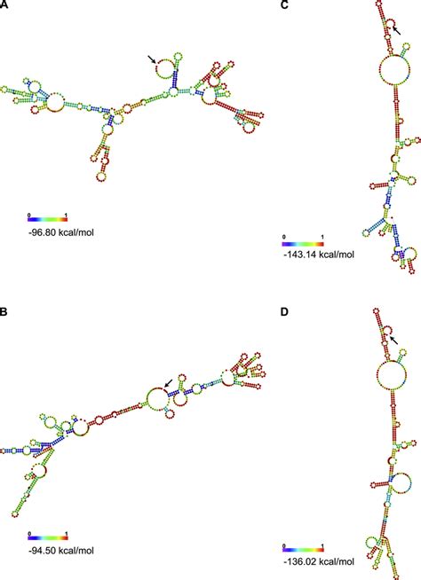 Comparison Of Predicted Rna Secondary Structure Minimum Free Energies Download Scientific