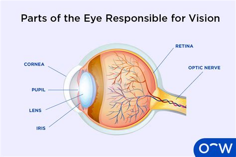 Parts Of The Eye