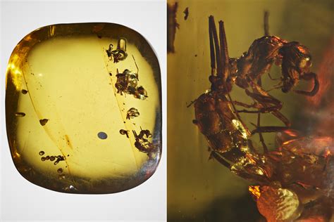 A Close Look At Amber Fossils That Have Stuck Through The