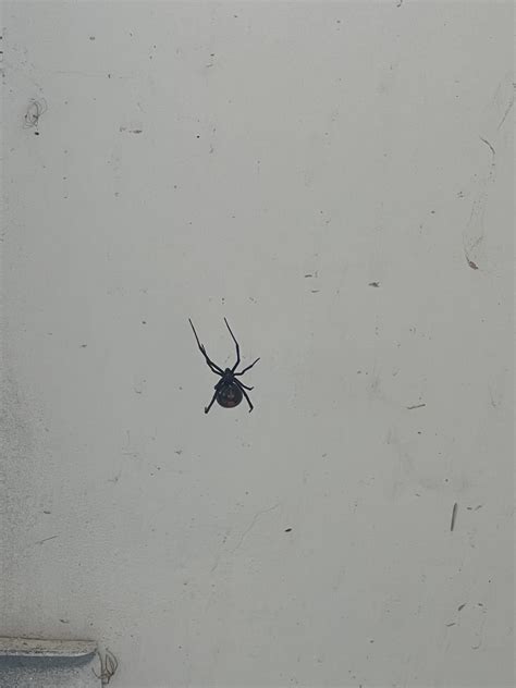 Best R Bugidentification Images On Pholder Anyone Know What It Is