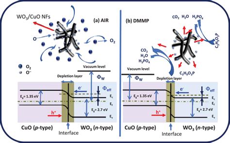 Schematic Representation Of The Reaction Of Wo3 Cuo Nfs With Oxygen And