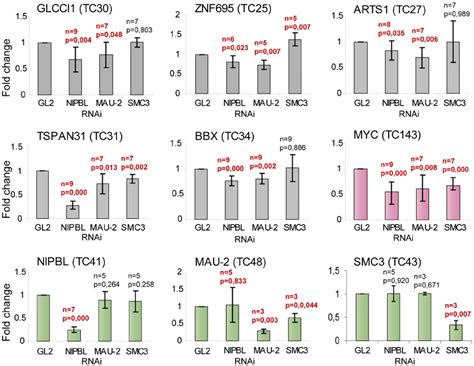 nipbl is important to maintain gene activity transcript levels of