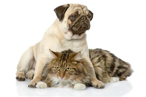 樂Как понять что у питомца глисты 2023 ВКонтакте