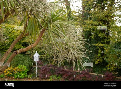 White Berries Or Seeds On The Branches Of Cordyline Australis Torbay