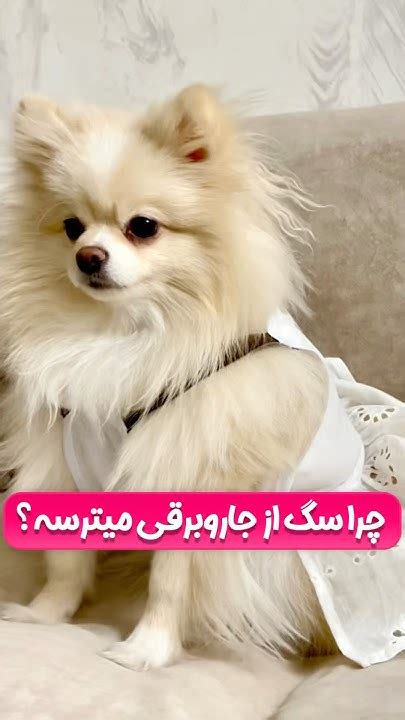 چرا سگ از جاروبرقی میترسه؟سگ Youtube