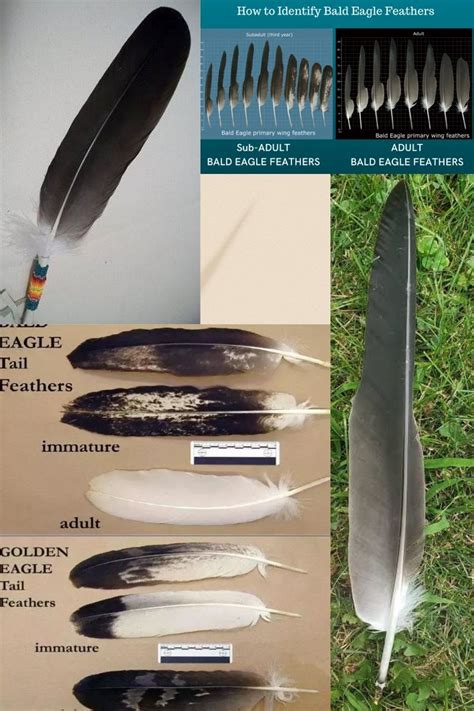 What Do Eagle Feathers Look Like Feather Identification Eagle