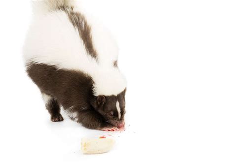Do Skunks Hibernate In The Winter