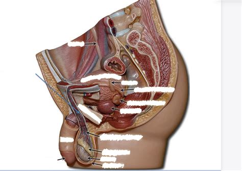 Reproductive System Labeling Diagram Quizlet