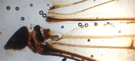 Hamuli Bees In The Suburbs