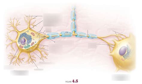 Multipolar Neuron Diagram Quizlet