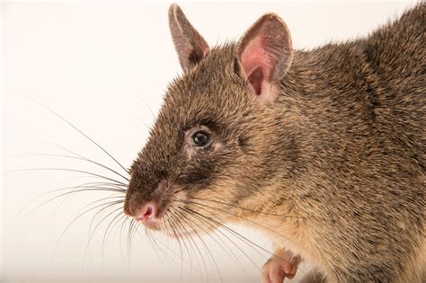 Gambian Giant Pouched Rat Cricetomys Gambianus Joel Sartore