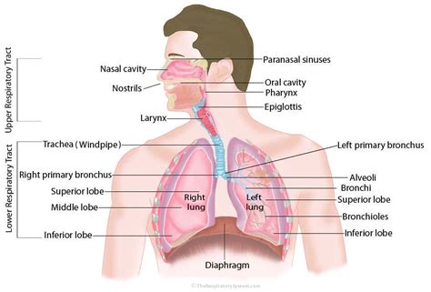 Human Respiratory System Diagram