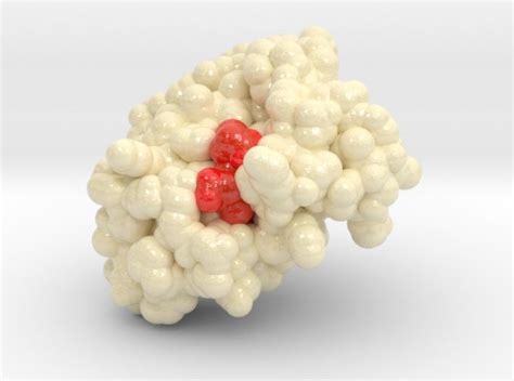 Myoglobin 1mbn Biologic Models