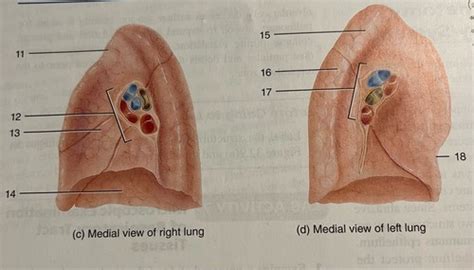 327candd Diagram Quizlet