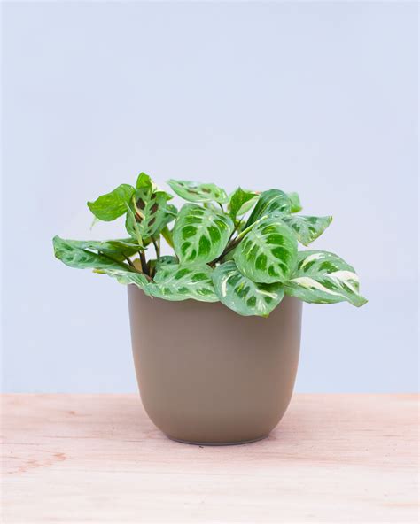 Shop Maranta Kerchoveana Variegated M (Prayer plant) online | PLNTS.com