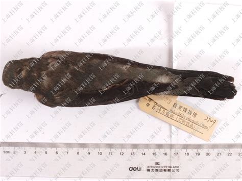 暗灰鹃鵙 Coracina melaschistos 物种库 国家动物标本资源库