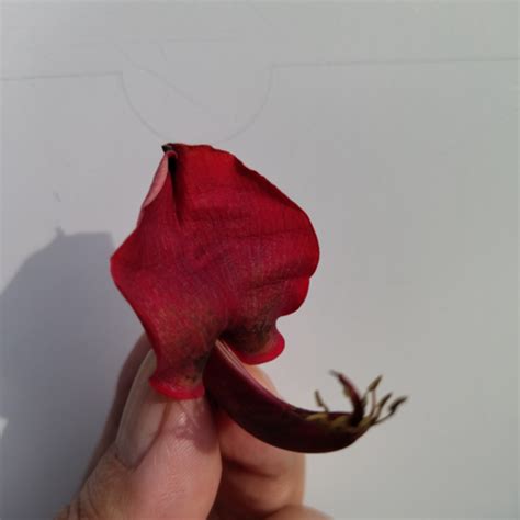 傻妞 Remix 蒋开鲍 Mp3免费在线下载播放 歌曲宝 找歌就用歌曲宝 Mp3音乐高品质在线免费下载