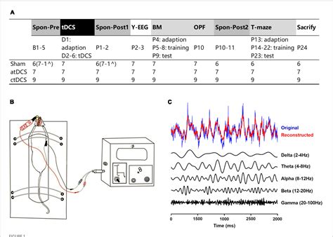 Figure 1 From Anodal And Cathodal Transcranial Direct Current