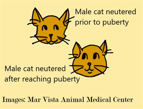 Why Should A Male Cat Be Neutered At Lisa Post Blog