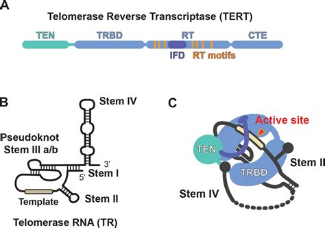 Telomerase Rna Full Article Evolutionary Perspectives Of Telomerase