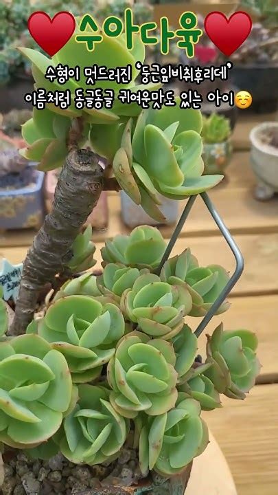 ♥️수아다육♥️ 다육이언니🤗 수아다육 다육이 Succulent 多肉植物 반려식물 다육식물 분갈이 Youtube