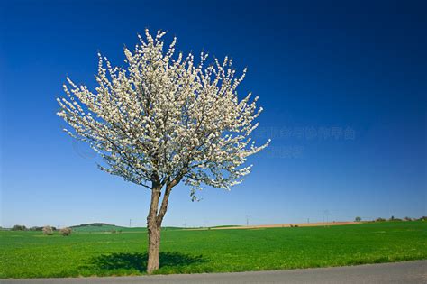 spring高清图片 开花的树 风景名胜免费下载 jpg格式 4256像素 编号40103524 千图网