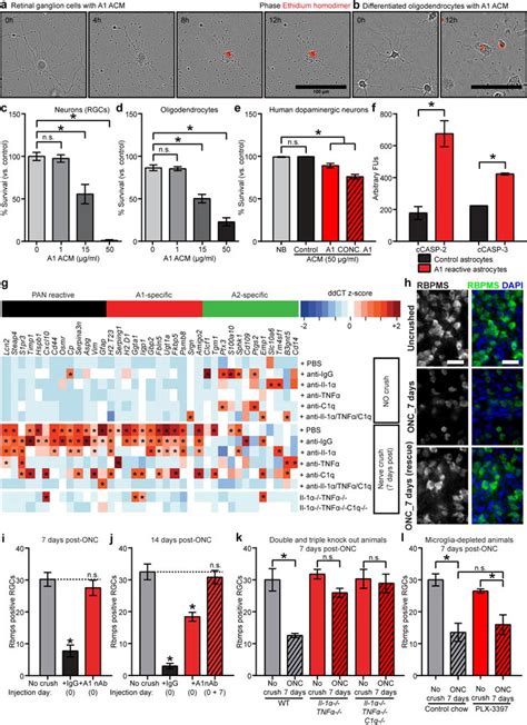 Neurotoxic Reactive Astrocytes Are Induced By Activated Microglia Pmc