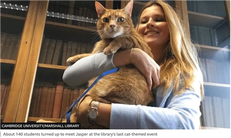 Caturday Felid Trifecta The Rambunctious Ginger Tomcat Kitty Snows Finds A Home The Cat Who