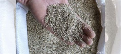 Семена овсяницы красной купить в Иваново Товары для дома и дачи Авито