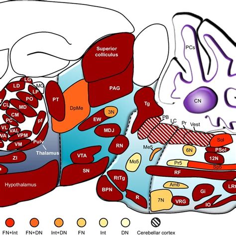 Comparing The Strengths Of Projections Monosynaptic Projections From
