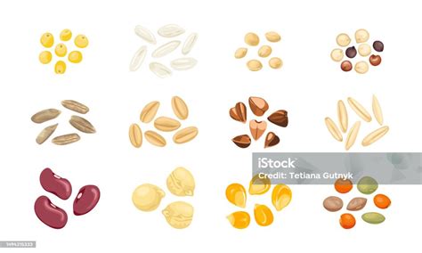 다른 곡물 씨앗 및 콩과 식물 세트 기장 쌀 아마란투스 삼색 퀴노아 호밀 밀 메밀 귀리 팥 병아리콩 옥수수 렌즈콩의 벡터 만화 삽화 렌즈콩에 대한 스톡 벡터 아트 및 기타