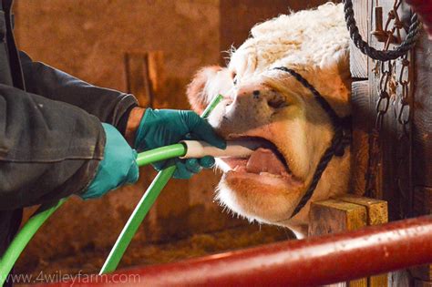 battling bloat 4 wiley farm