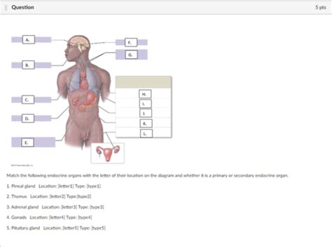 A P Lab Exam 4 Flashcards Quizlet