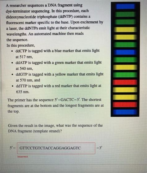 Solved A Researcher Sequences A DNA Fragment Using Chegg