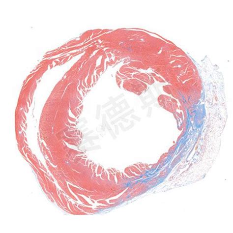 小鼠心肌缺血再灌注模型 合肥赛德斯生物科技有限公司