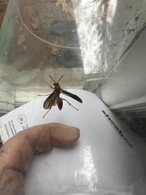 Is This A Wasp R Whatsthisbug