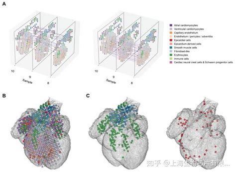 Nucleic Acids Research Stride:使用scrna Seq数据精确分解和整合空间转录组 知乎 Nucleic Acids Research Stride:使用scrna Seq数据精确分解和整合空间转录组 知乎